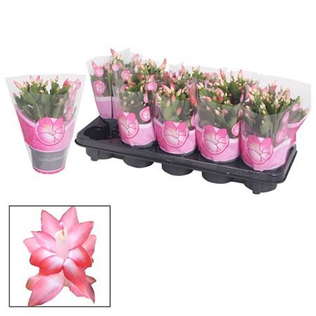 Шлюмбергера (декабрист) Pink d10.5 см h20 см купить в Москве по цене от ...